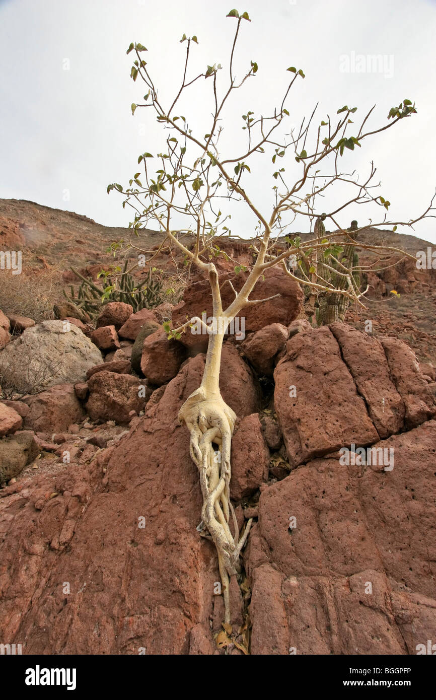Hardy desert fig tree holding onto life, clinging to rock wall, Isla ...