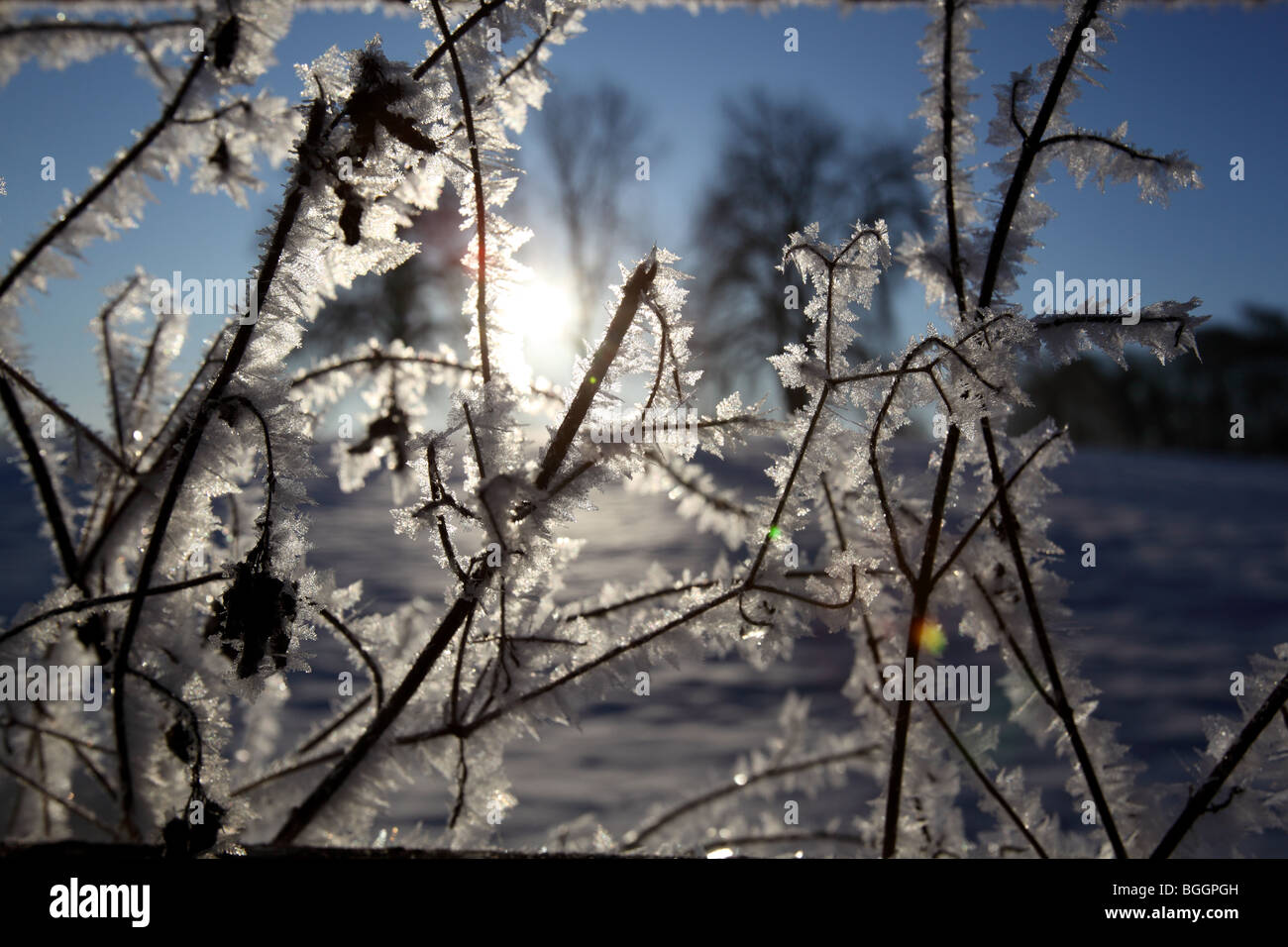snow white tree spot empty spring coming approach shrub spectacle ...