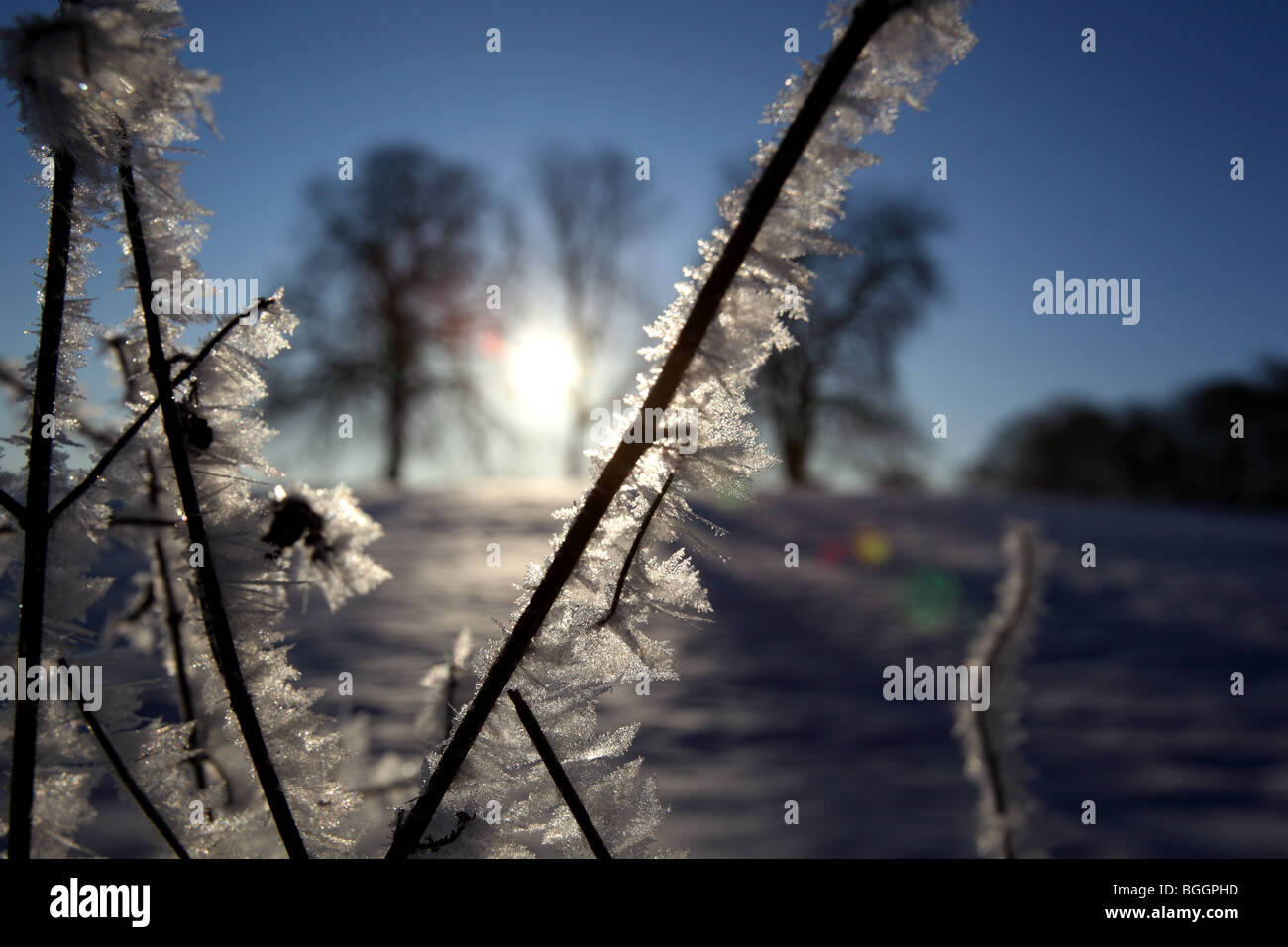 snow white tree spot empty spring coming approach shrub spectacle ...