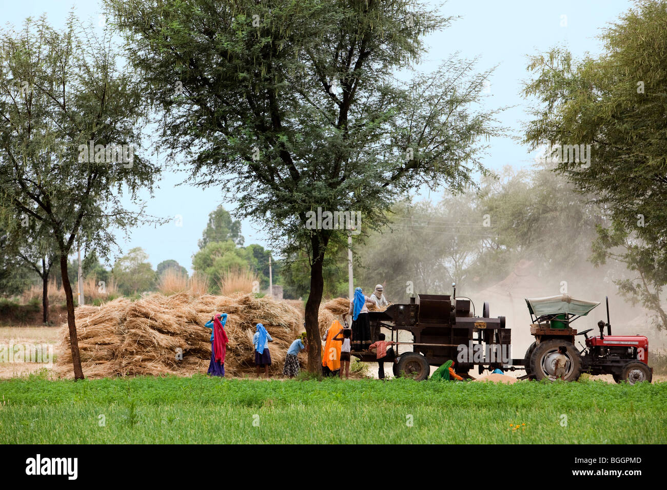 Agriculture in countryside with woman harvesting in rajasthan state in ...