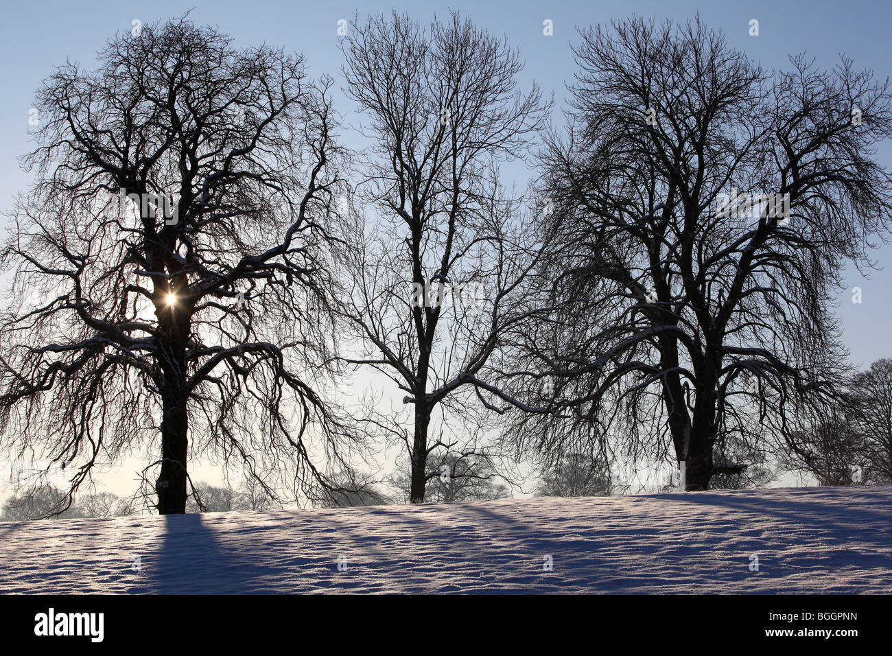 snow white tree spot empty spring coming approach shrub spectacle ...