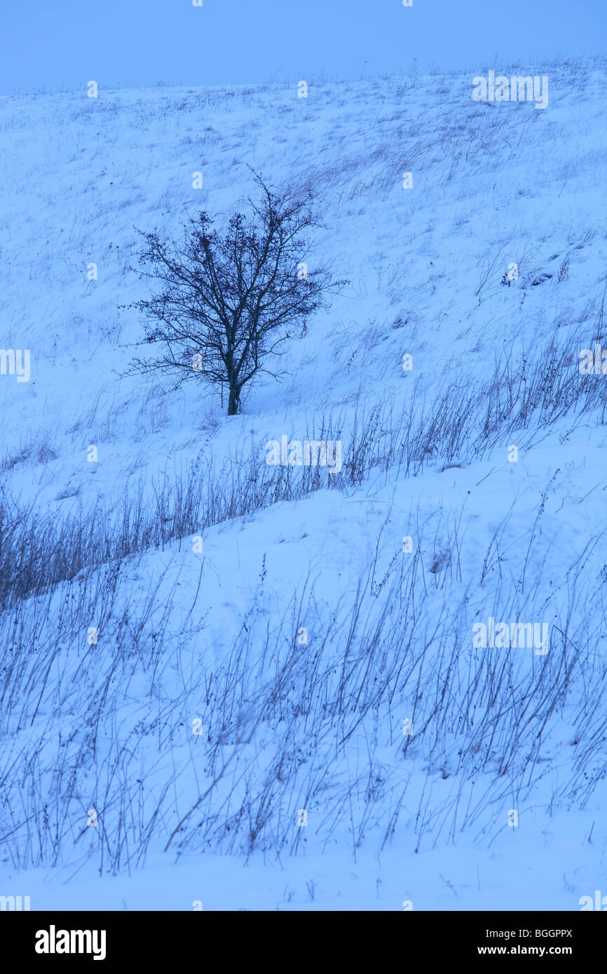 sallow thorn (Hippophae rhamnoides) in a winter landscape at dusk ...
