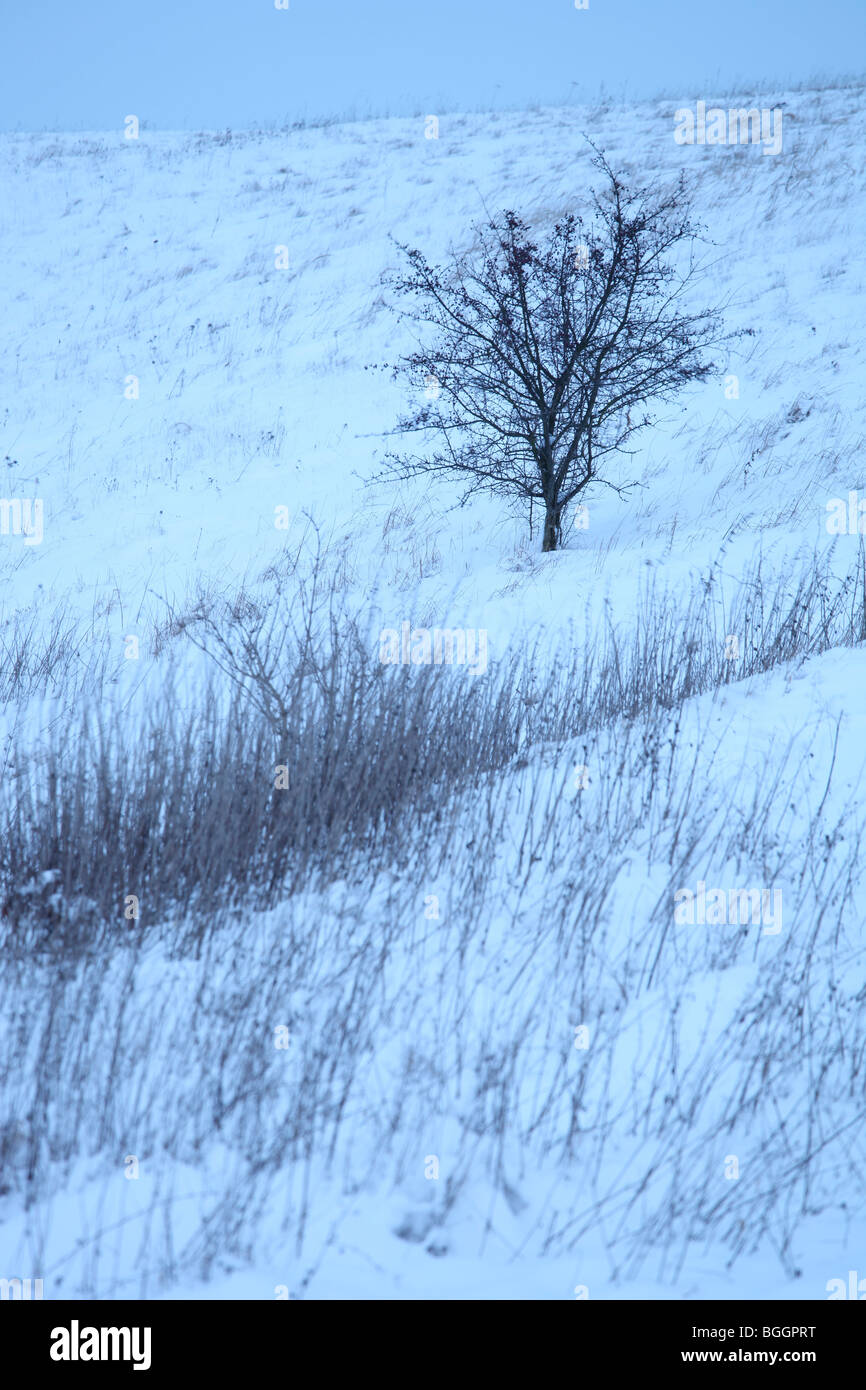 sallow thorn (Hippophae rhamnoides) in a winter landscape at dusk ...