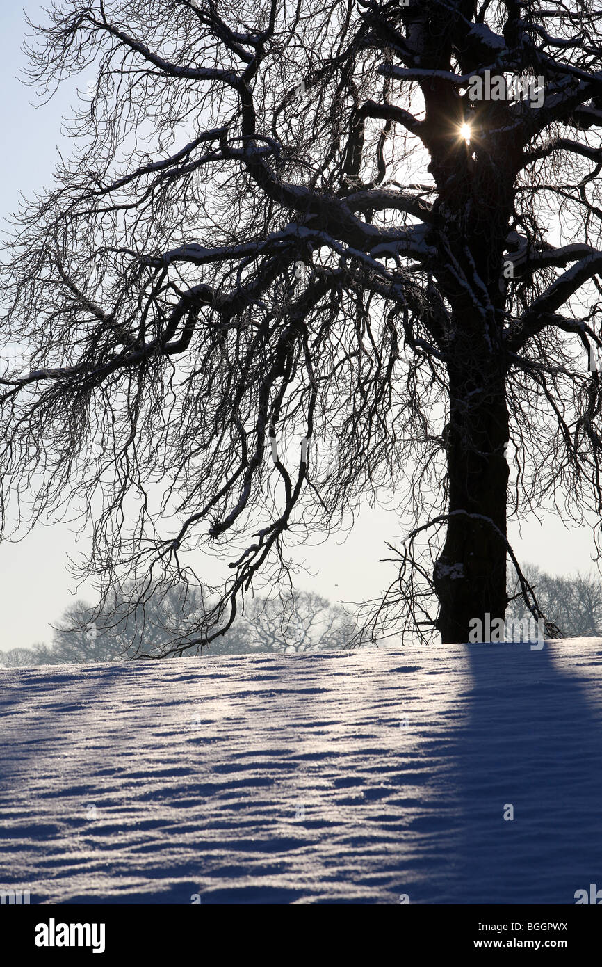 snow white tree spot empty spring coming approach shrub spectacle ...