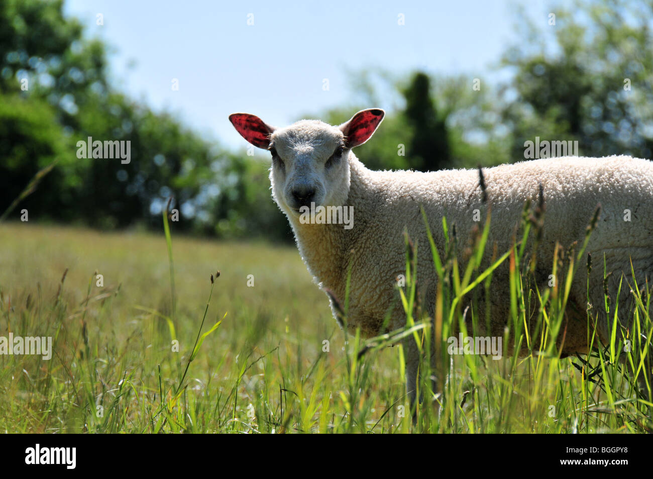 Lamb in grass field Stock Photo - Alamy