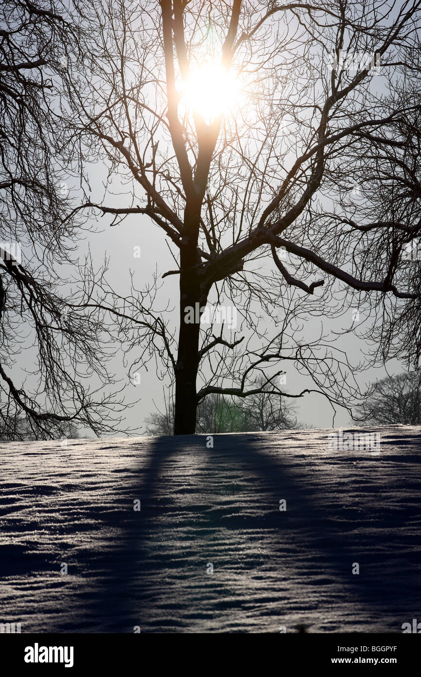 snow white tree spot empty spring coming approach shrub spectacle ...