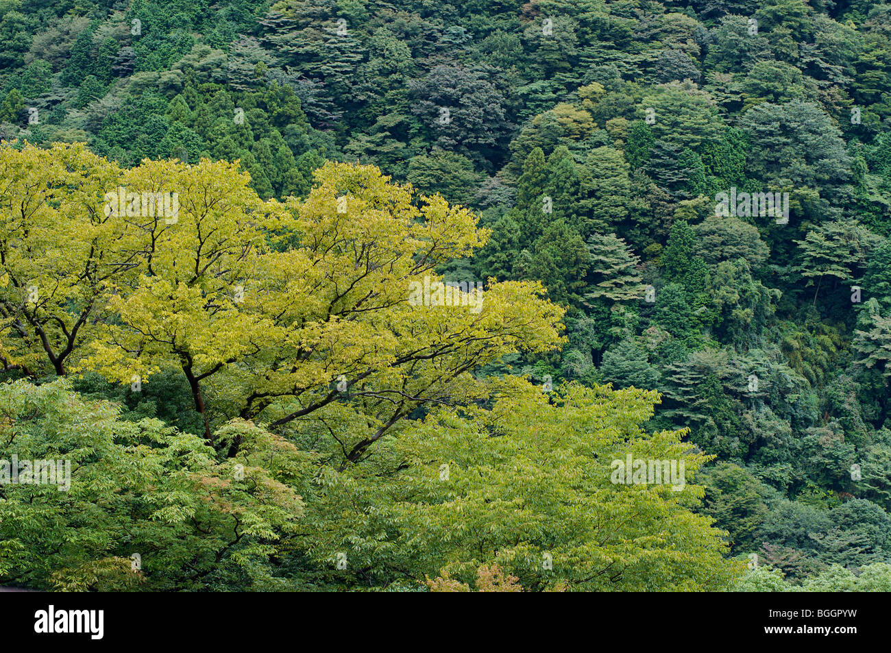 Hakone japan autumn hi-res stock photography and images - Alamy