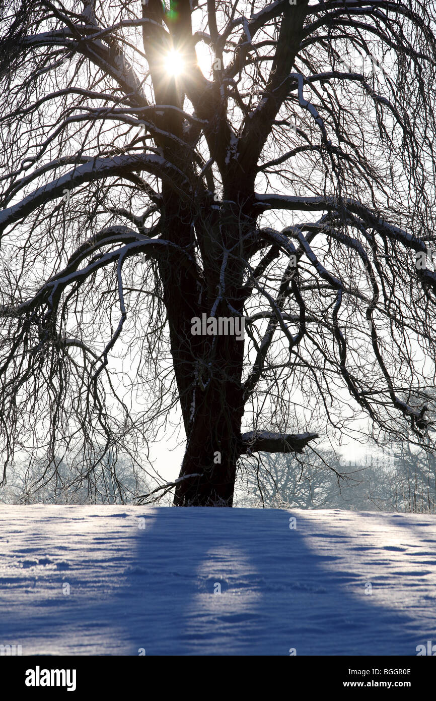 snow white tree spot empty spring coming approach shrub spectacle ...