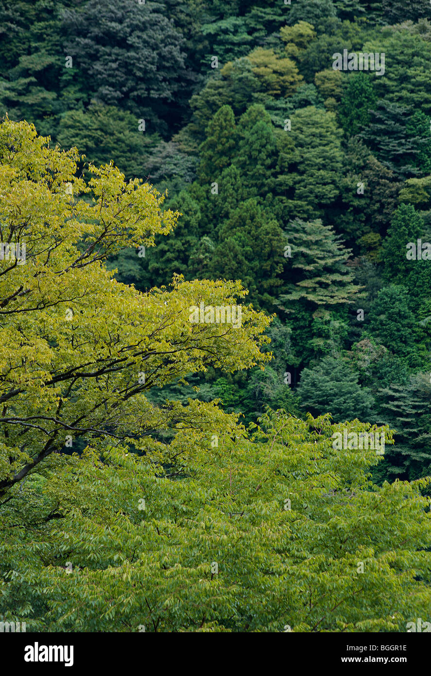View of early autumn leaves, from Hakone Ginyu. Hakone, Japan Stock ...