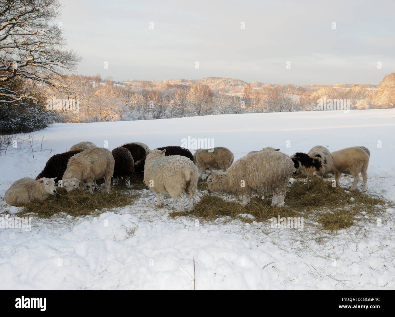 Feeding sheep winter fodder hi-res stock photography and images - Alamy