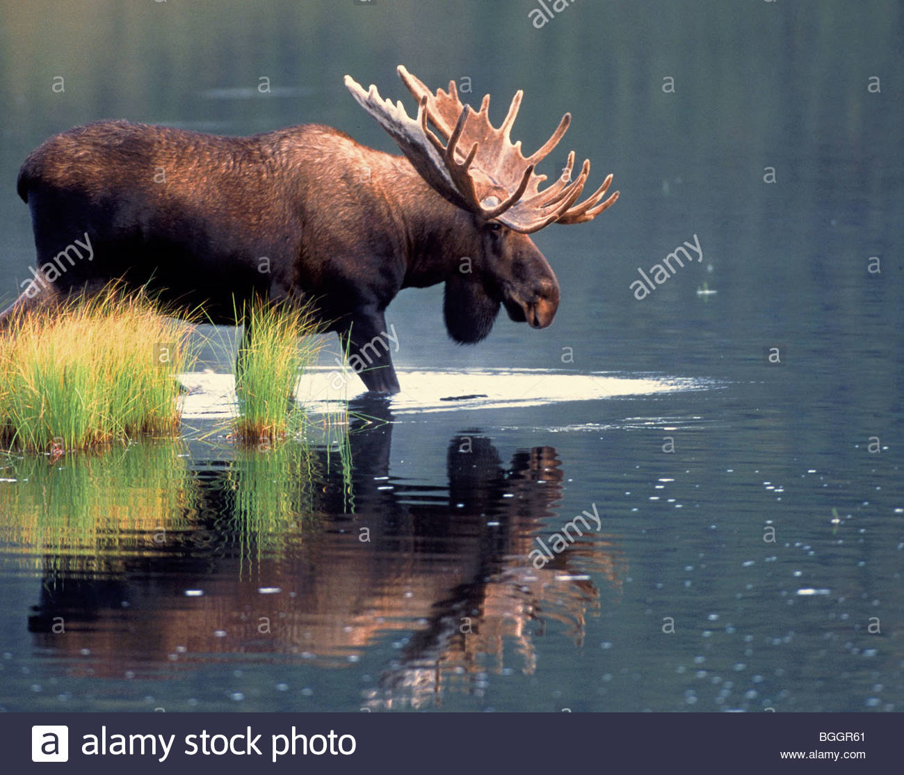 Large Bull Moose Stock Photos & Large Bull Moose Stock Images - Alamy