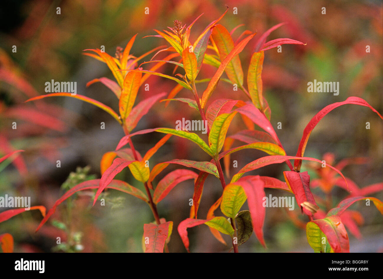 Giant Fireweed in autumn color at Kennecott in Wrangell-St. Elias ...