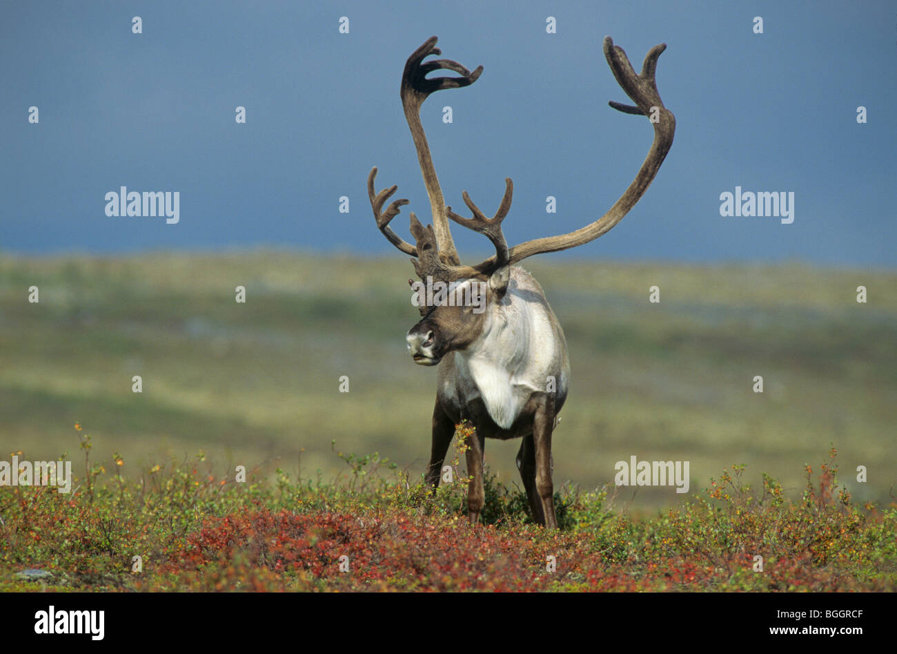 Bull caribou on tundra in hi-res stock photography and images - Alamy
