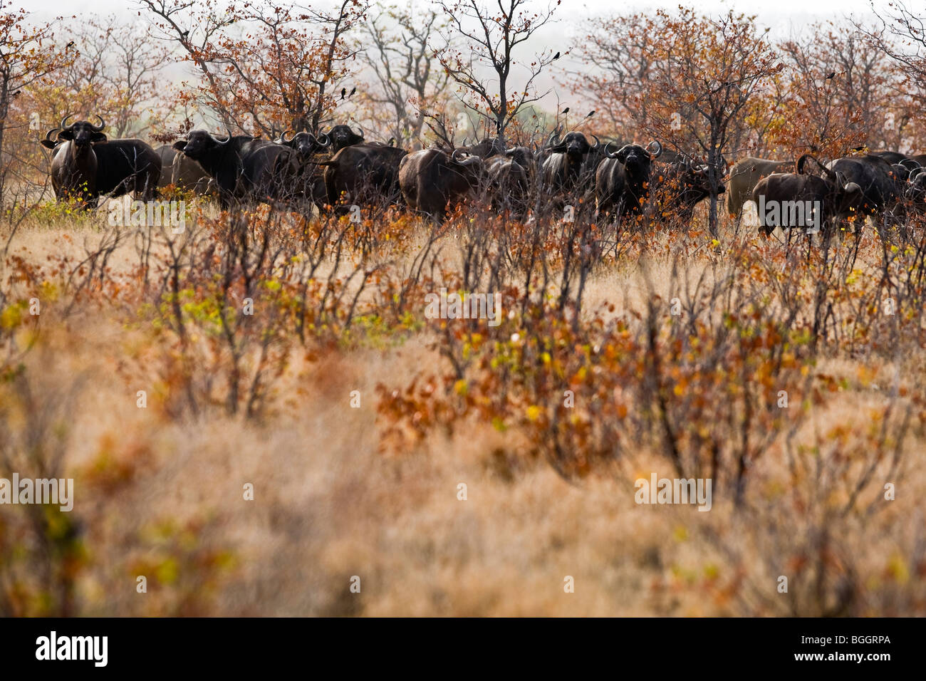 Buffalo fork hi-res stock photography and images - Alamy