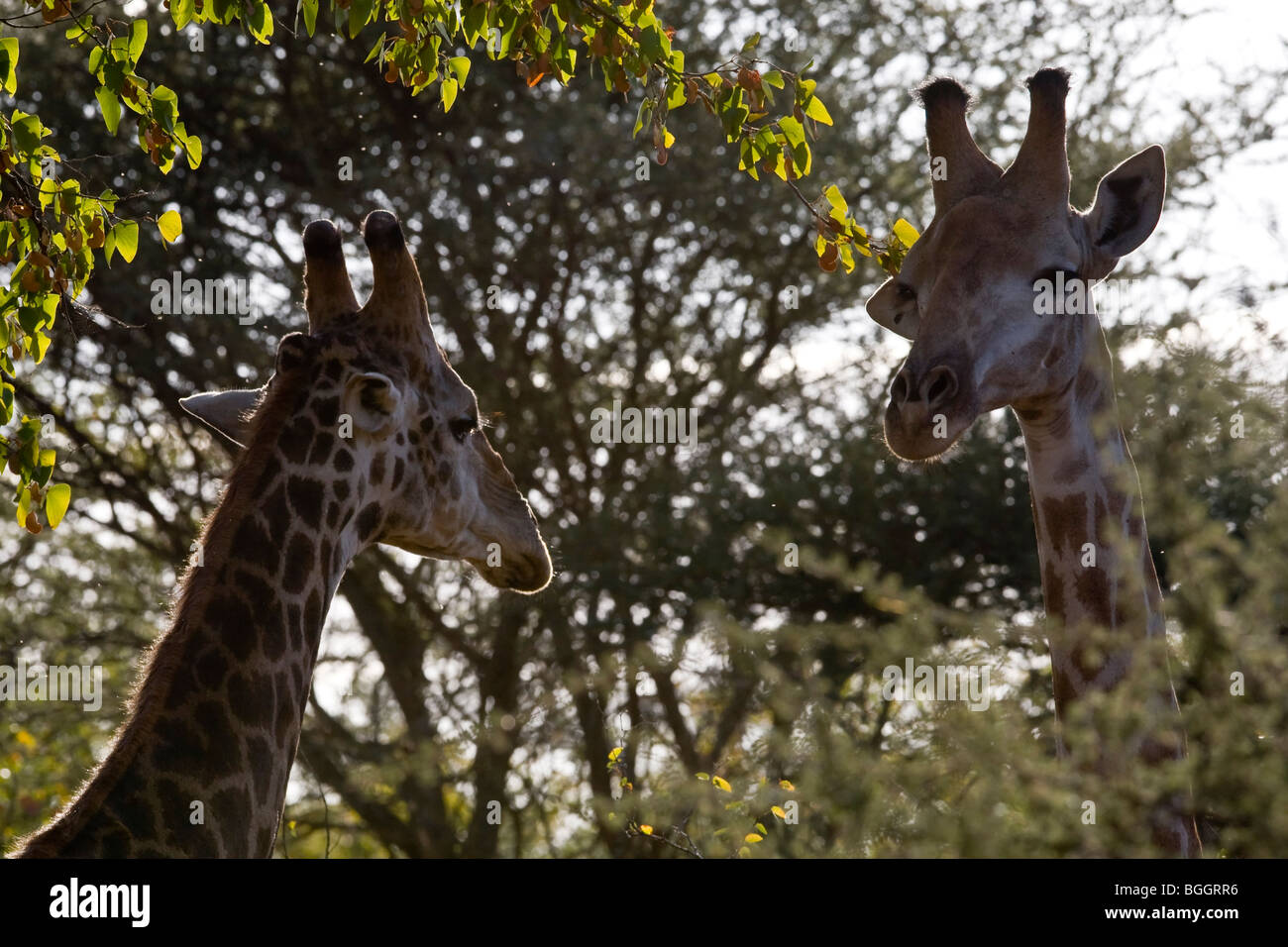Giraffe encounter in the Kruger National Park Stock Photo - Alamy