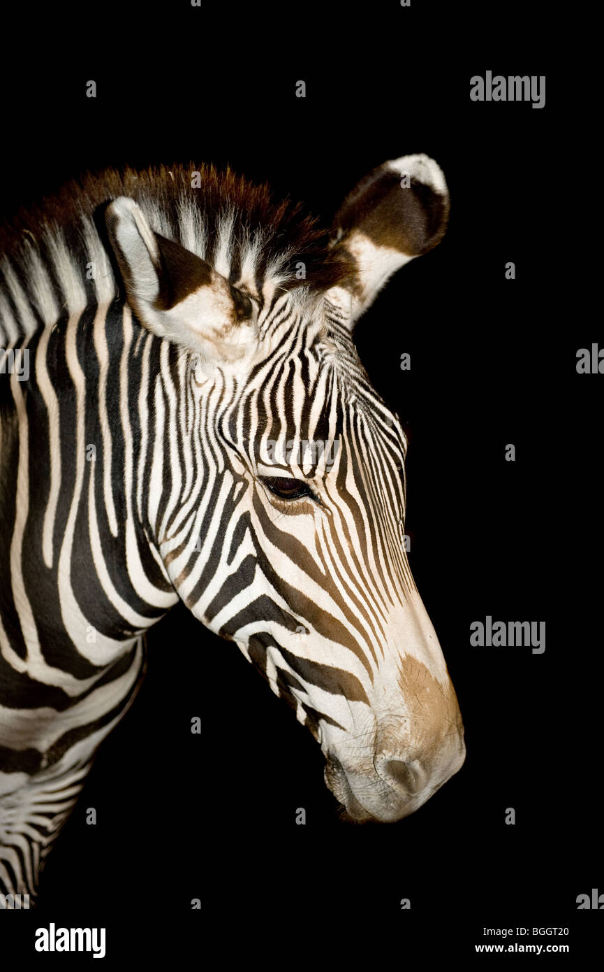 A zebra photographed at night Stock Photo - Alamy