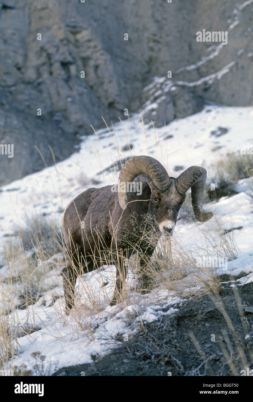Old bighorn sheep ram hi-res stock photography and images - Alamy