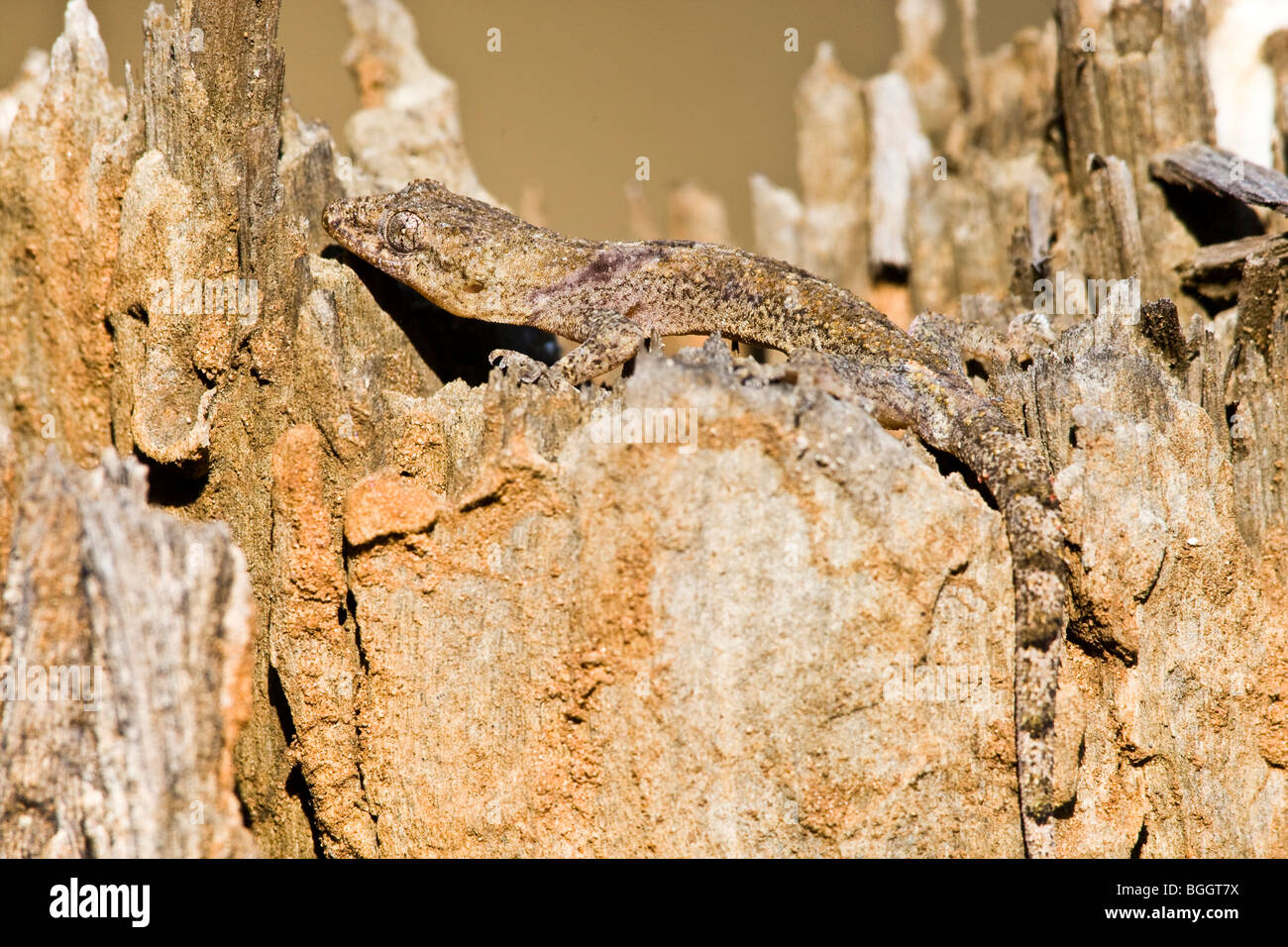 Lizard camouflage tree hi-res stock photography and images - Alamy