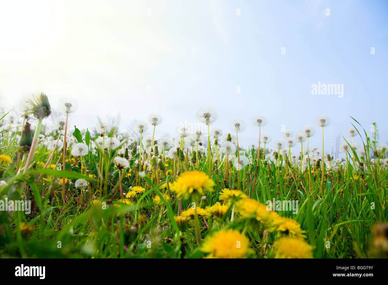 Dandelion field hi-res stock photography and images - Alamy