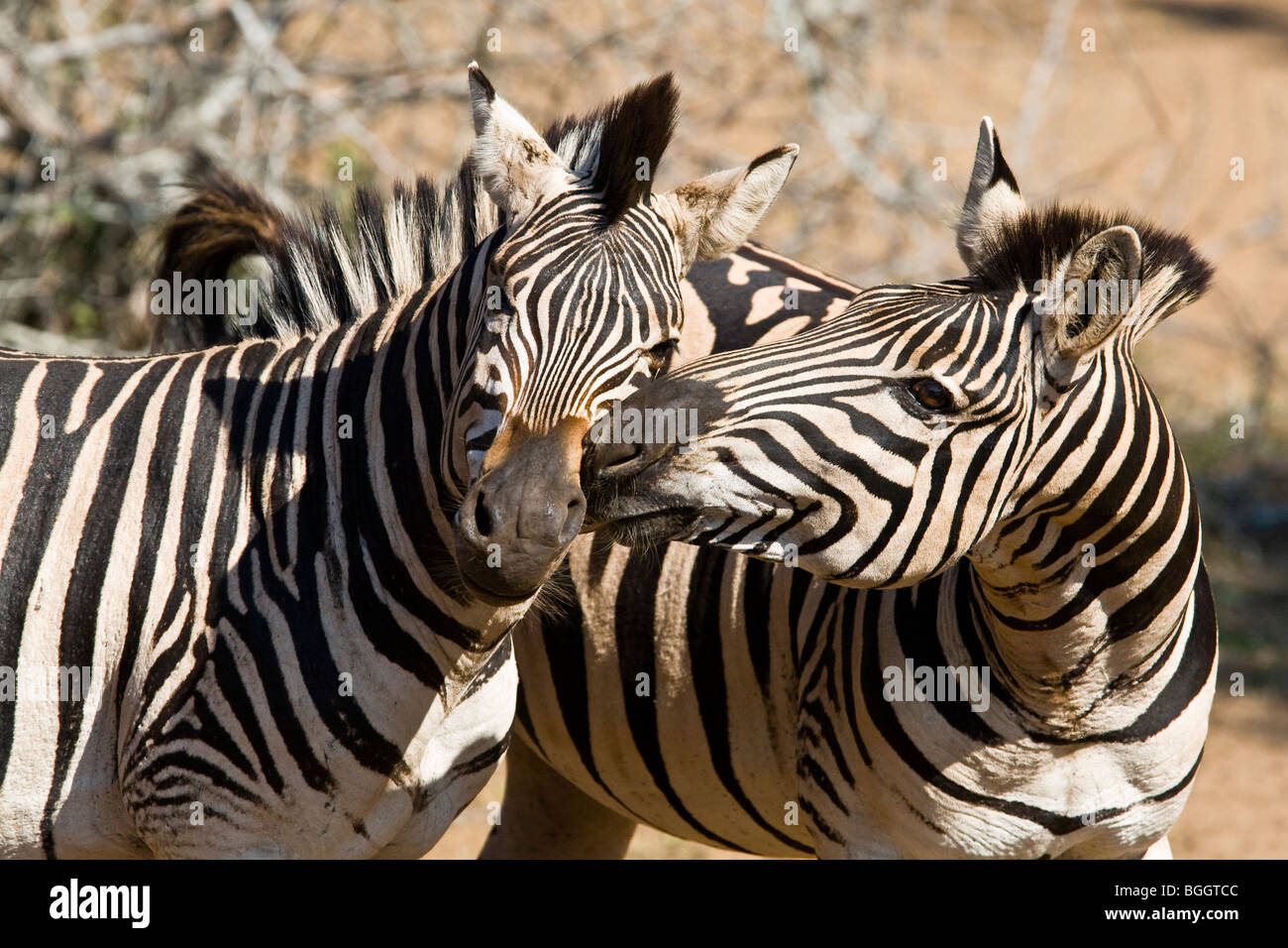 Zebra kiss hi-res stock photography and images - Alamy