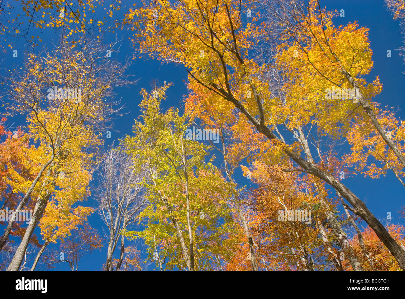 Maple trees in full autumn foliage Green Mountains Vermont USA Stock ...