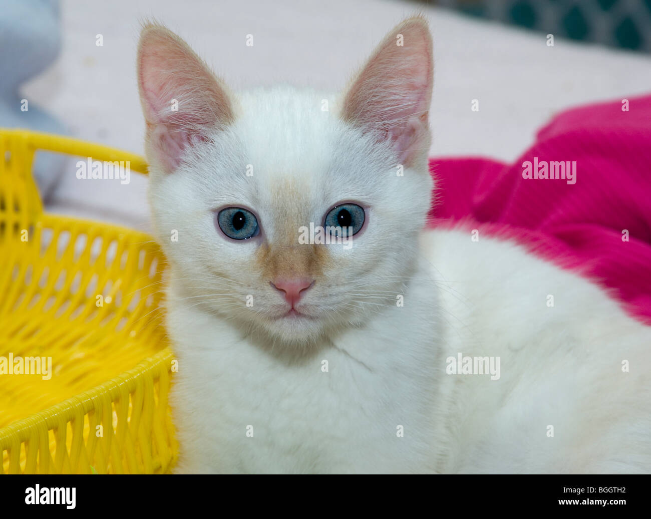 Pointy ears cat hi-res stock photography and images - Alamy
