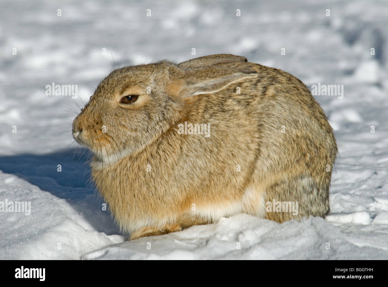 Eastern Cottontail High Resolution Stock Photography and Images - Alamy