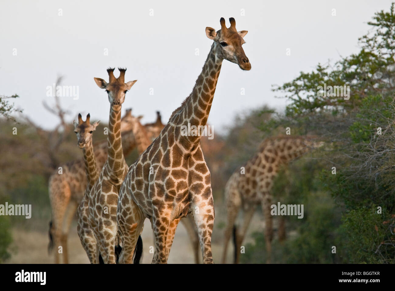 Giraffe family hi-res stock photography and images - Alamy