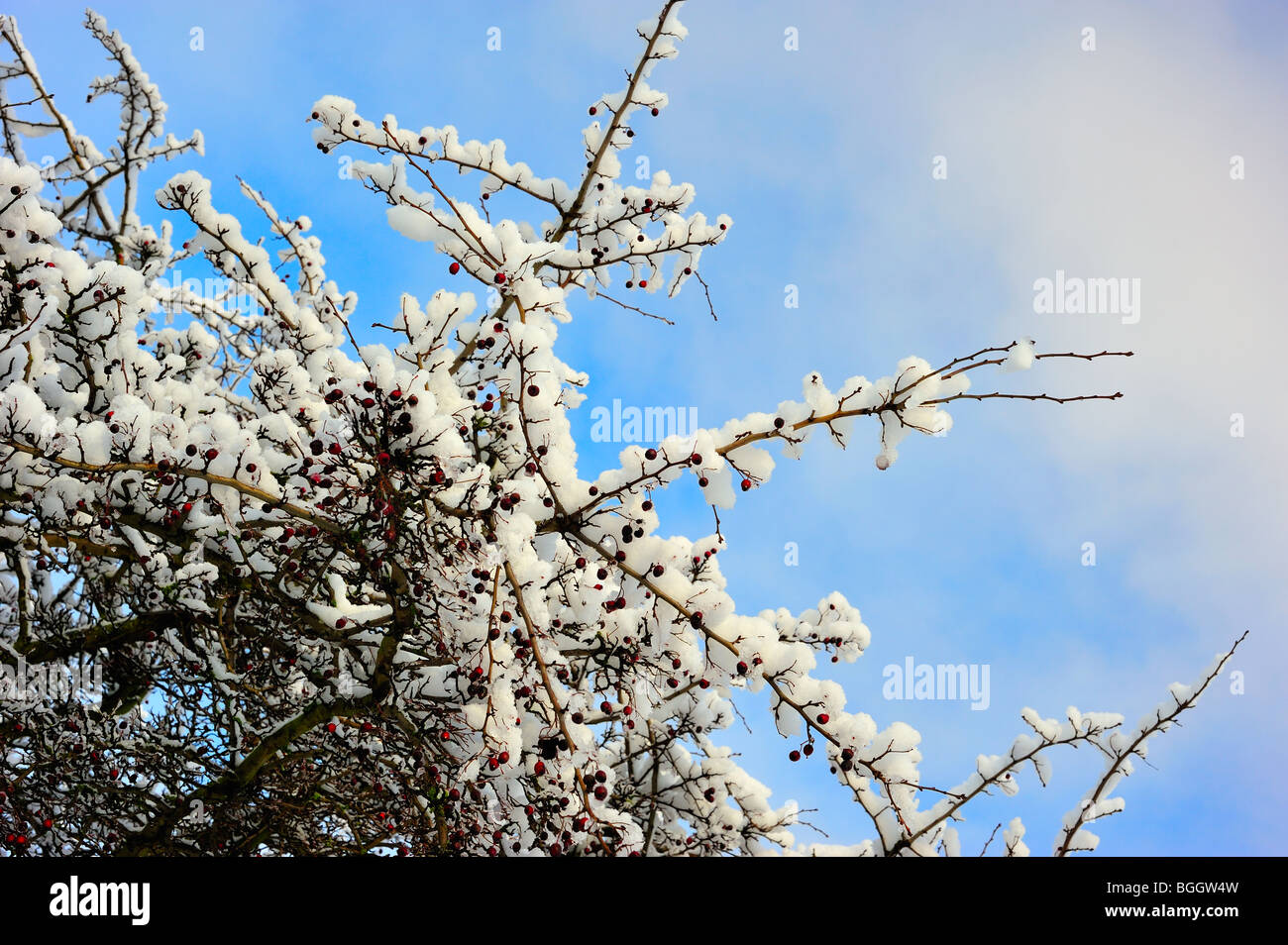 Snow branches hi-res stock photography and images - Alamy