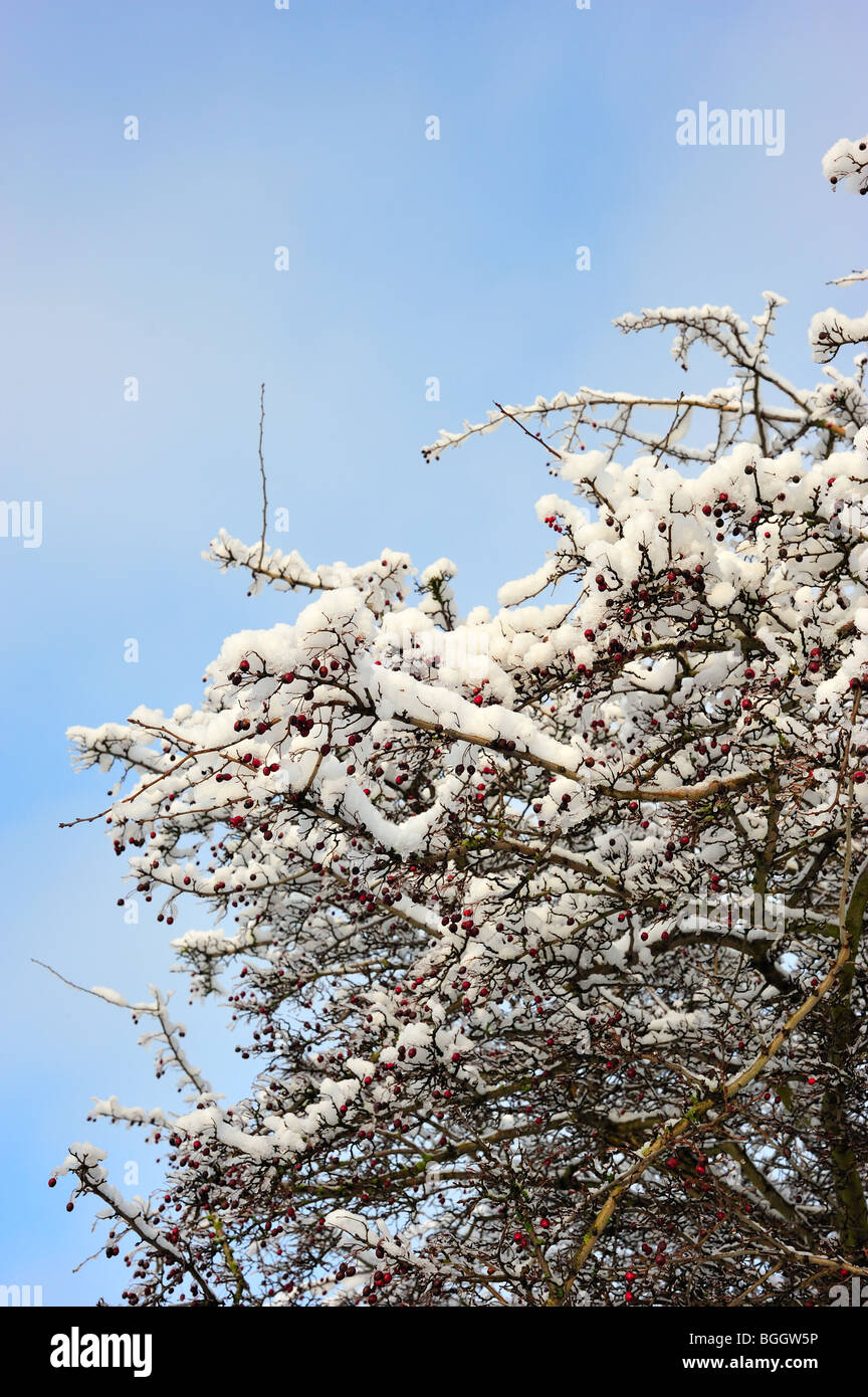 Trimmed tree branches hi-res stock photography and images - Alamy