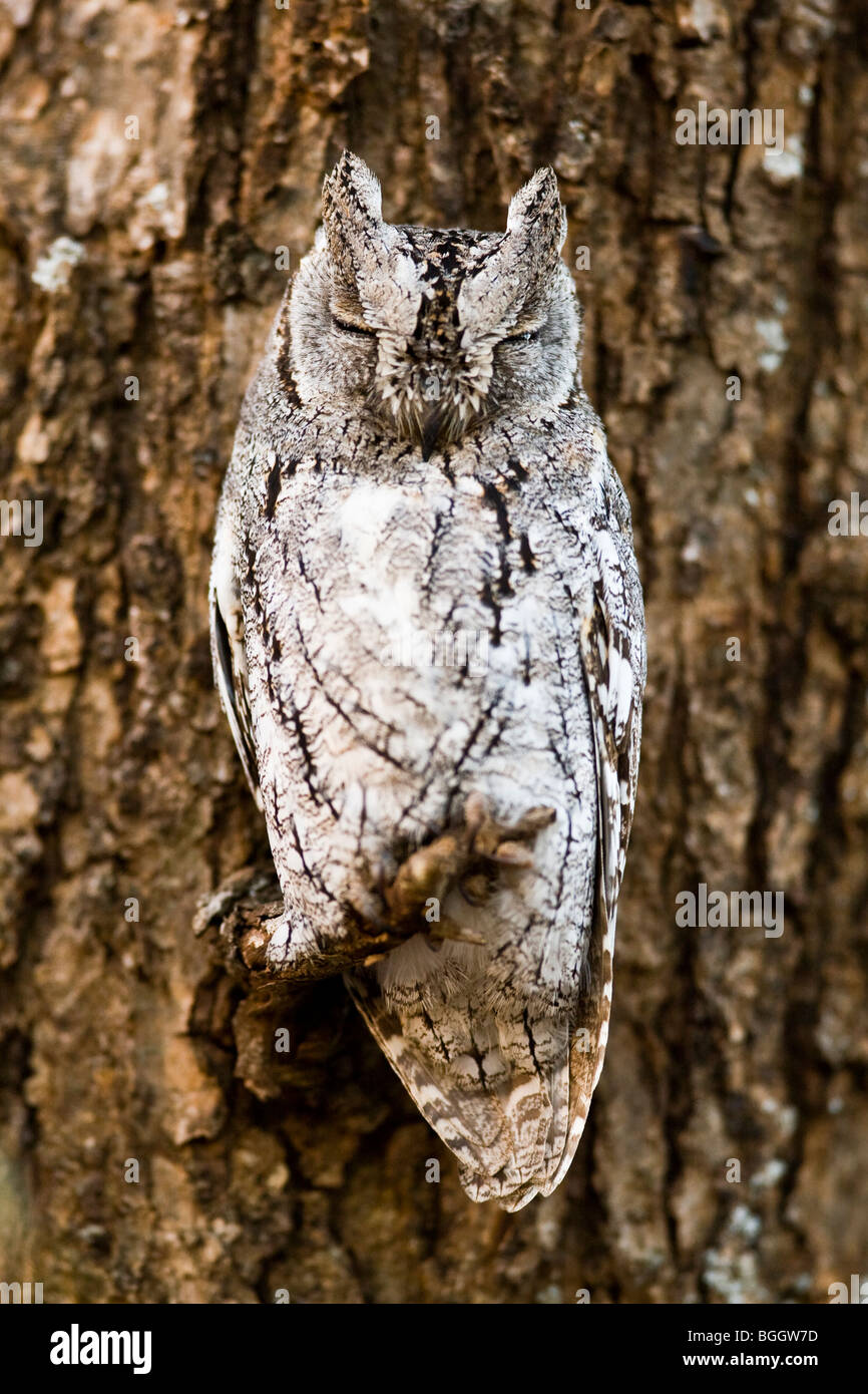 African scops owl Stock Photo - Alamy