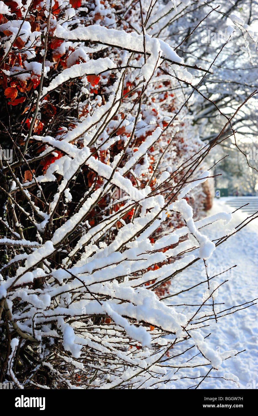 Snow Covered Stems & Branches Stock Photo - Alamy