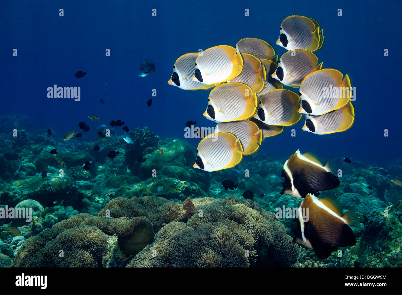 School of Eye-Patch, Panda, or Philippine butterflyfish, Chaetodon ...