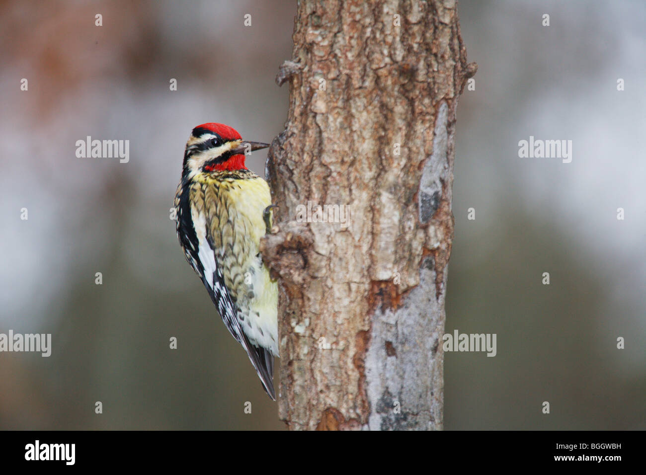 Yellow-bellied sapsucker (Sphyrapicus varius) pecking on the side of a ...