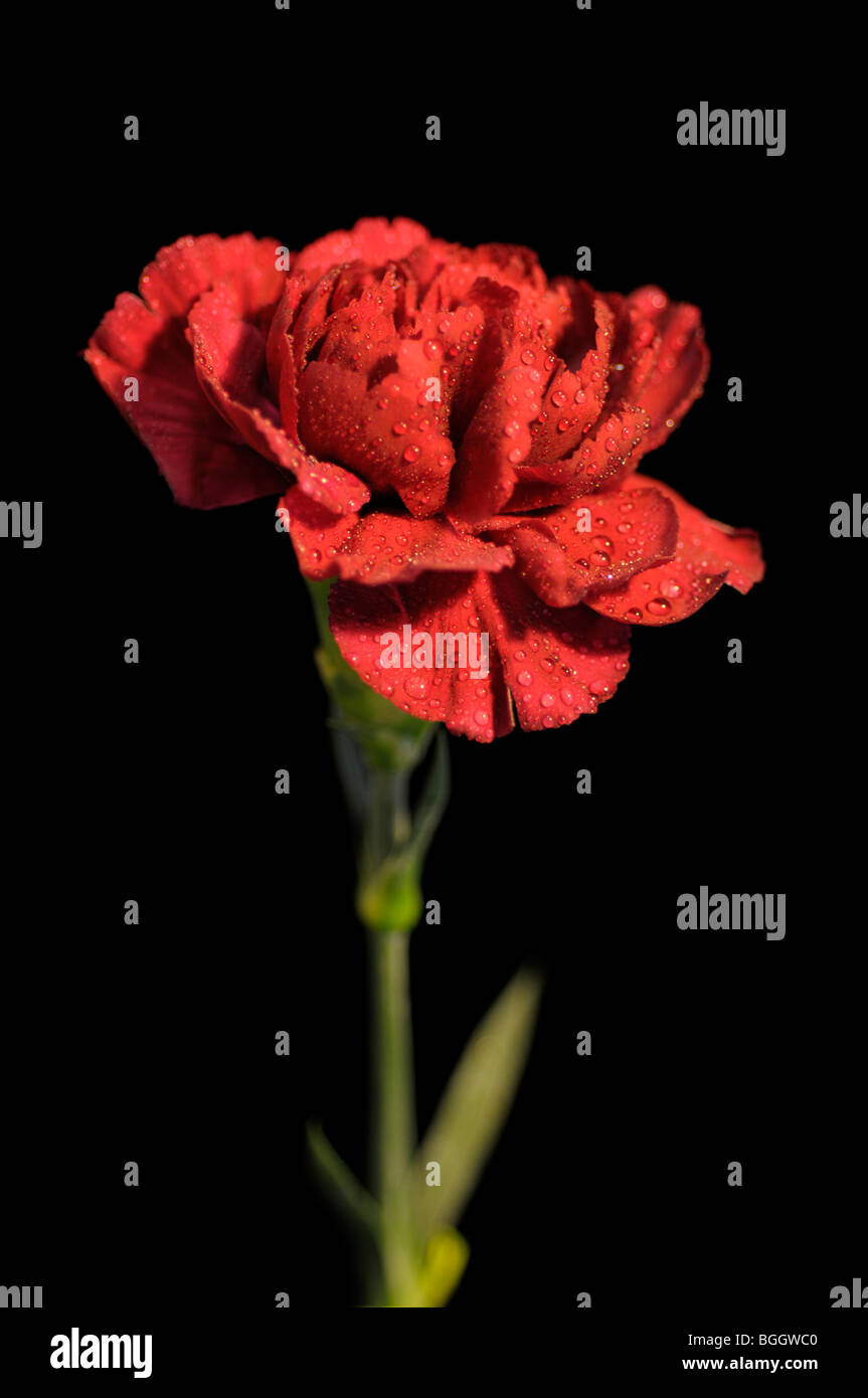 Carnation hi-res stock photography and images - Alamy