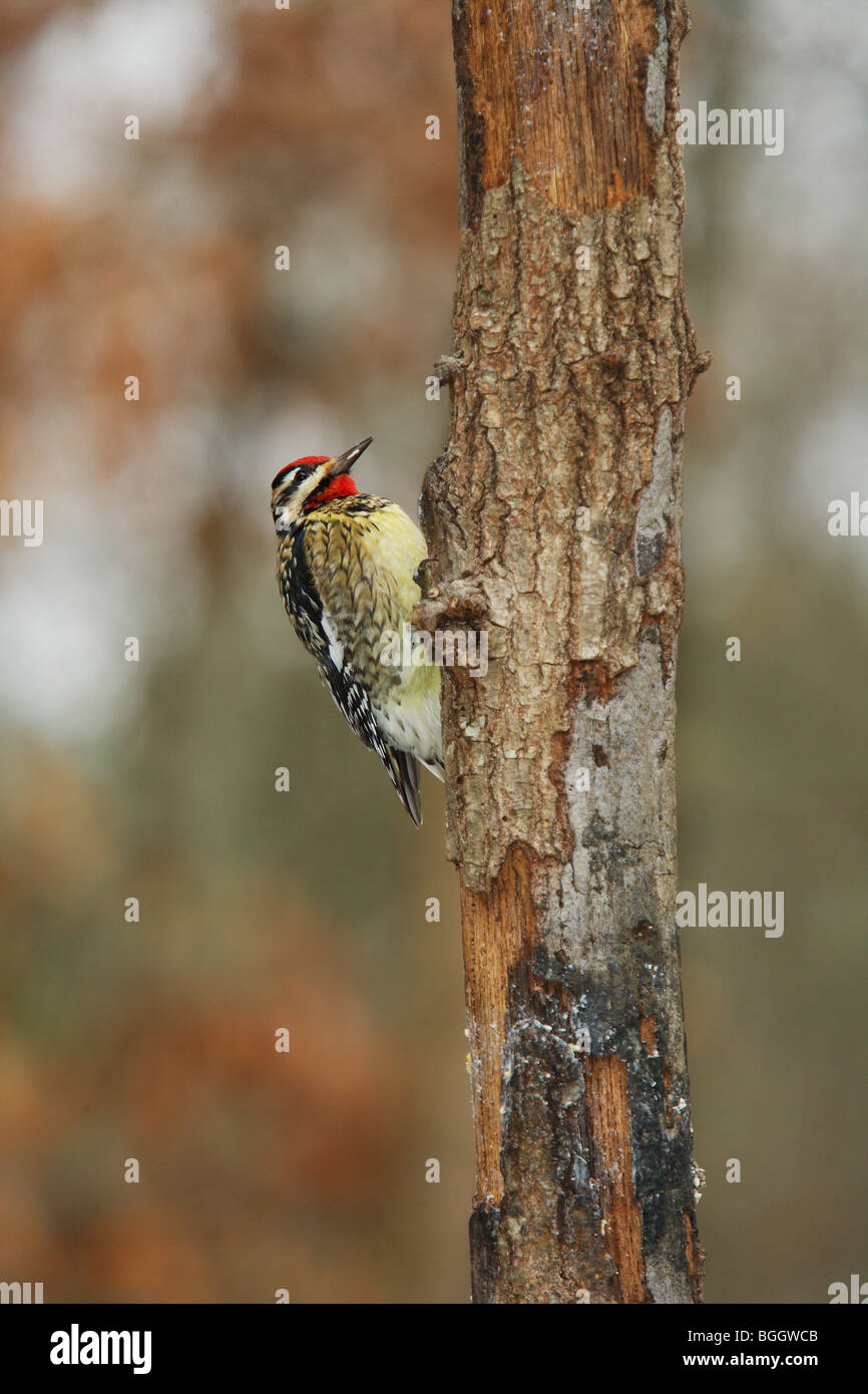Yellow-bellied sapsucker (Sphyrapicus varius) pecking on the side of a ...