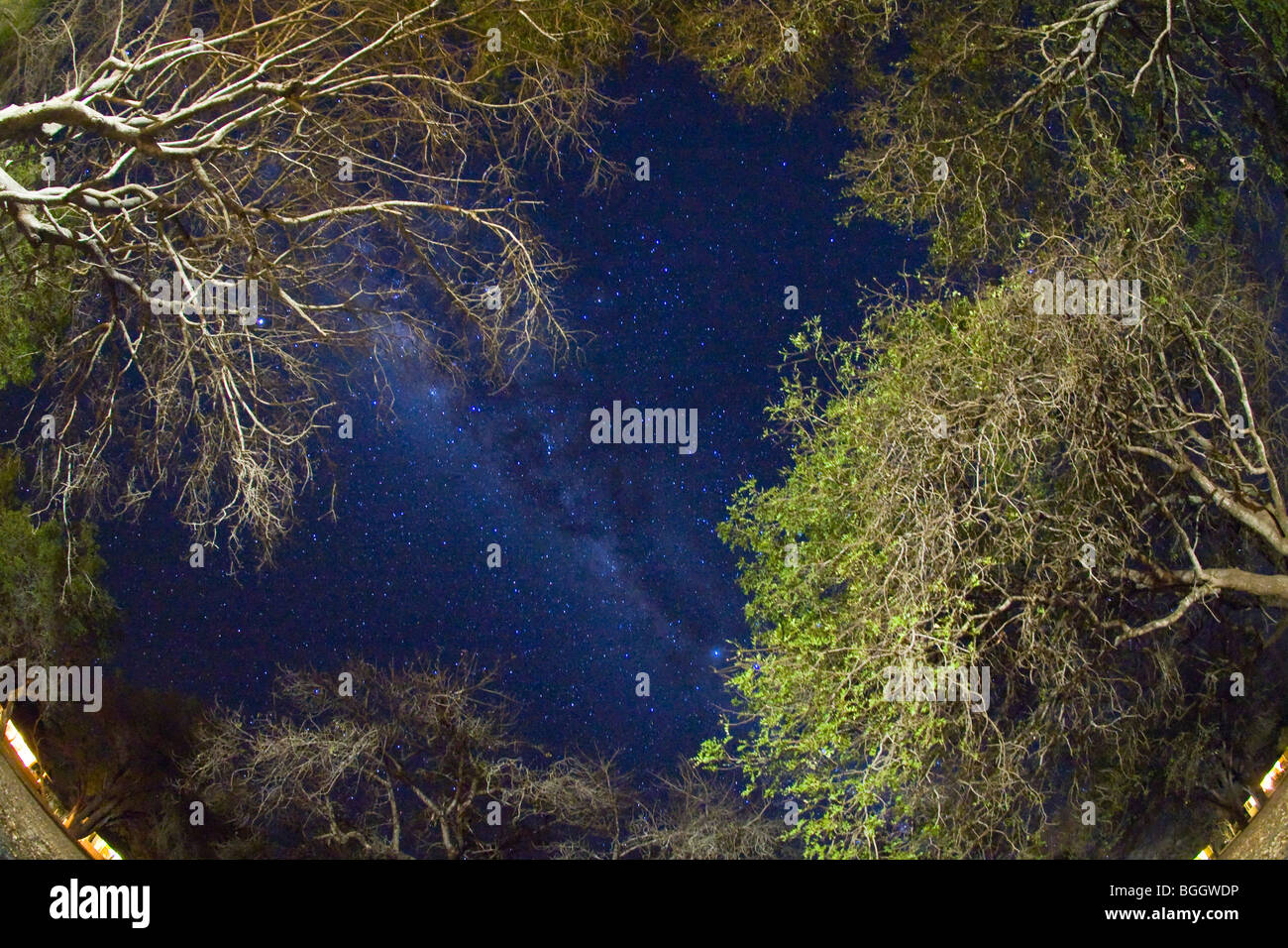 Milky way through the trees Stock Photo - Alamy