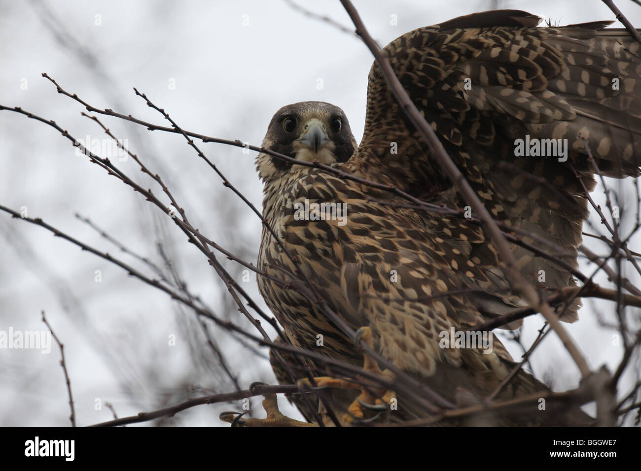 North american hawk hi-res stock photography and images - Alamy