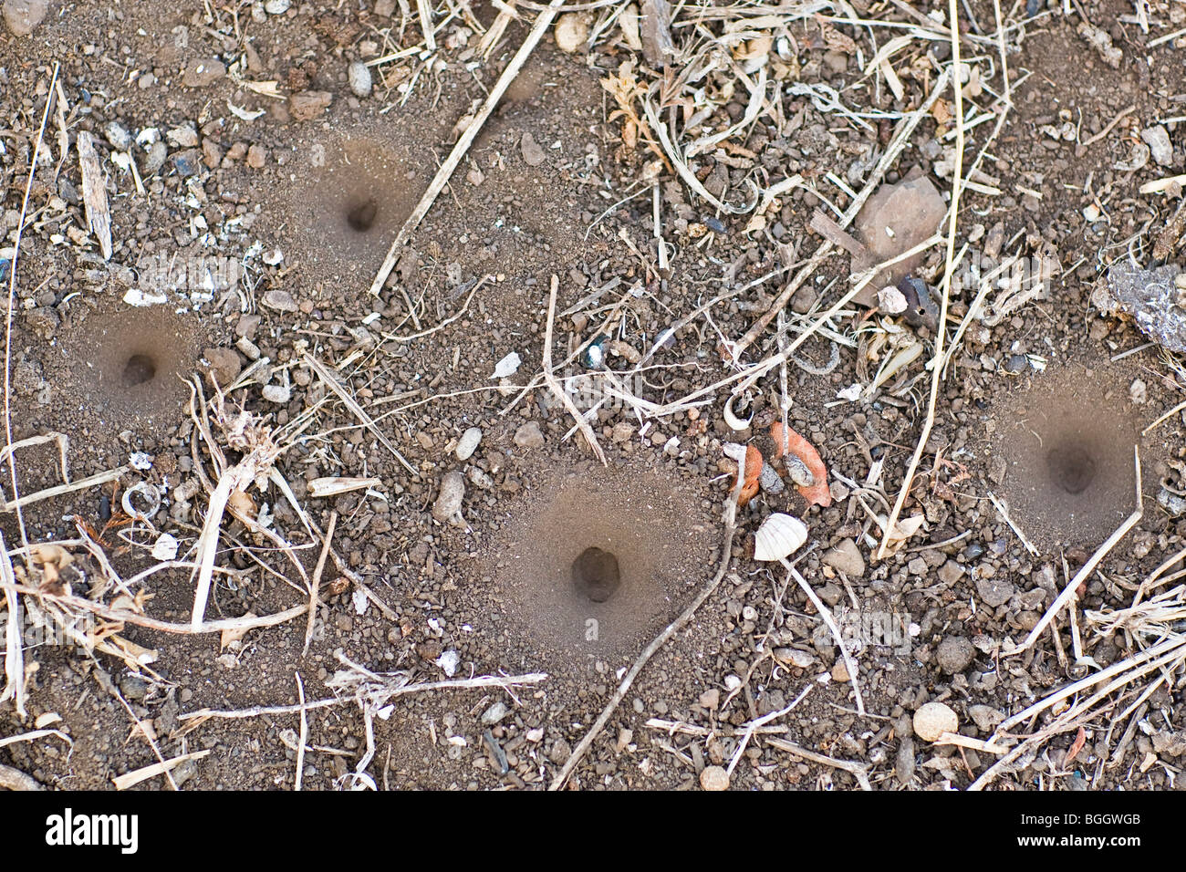 Ant holes hi-res stock photography and images - Alamy