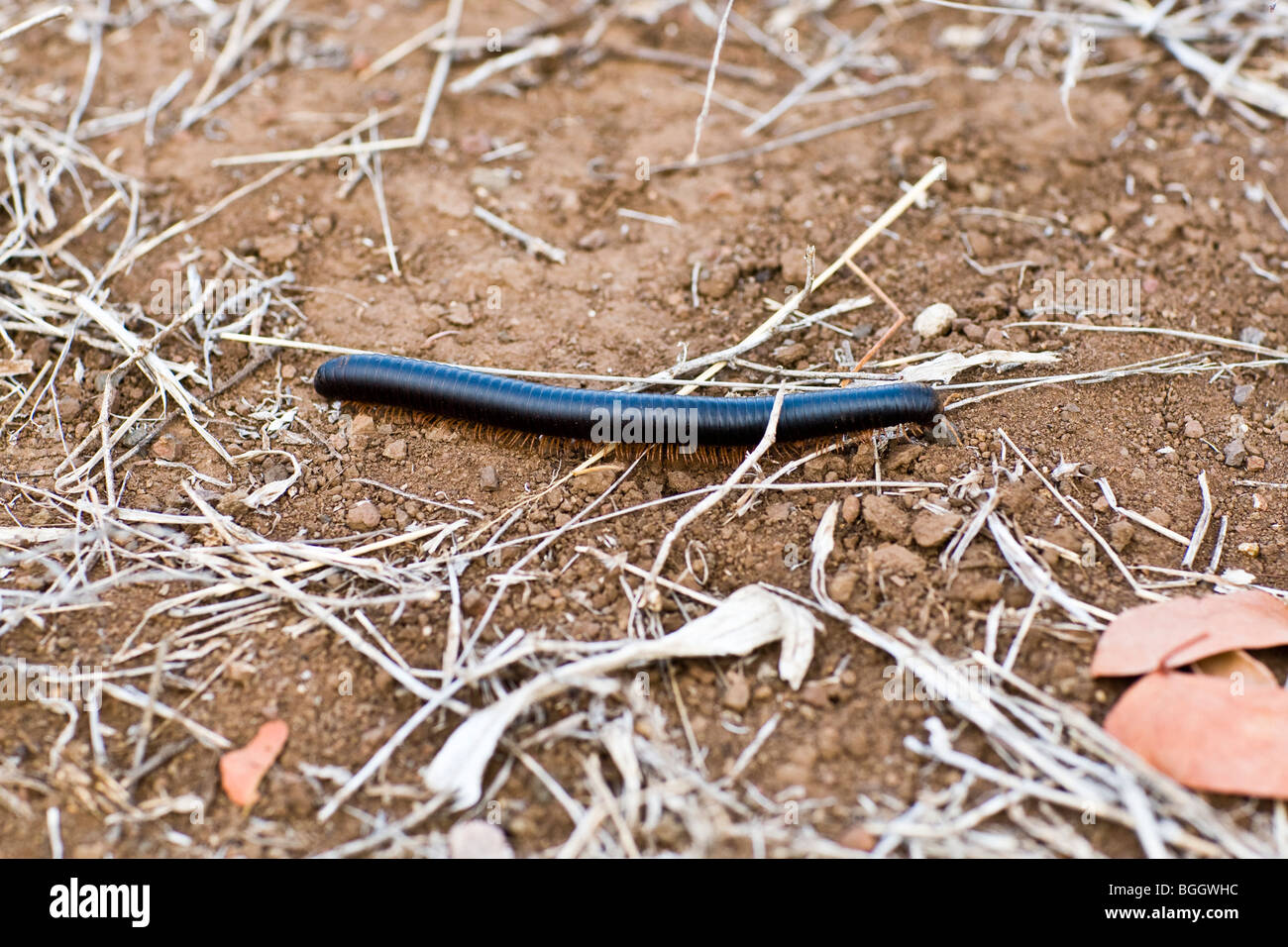 Shongololo hi-res stock photography and images - Alamy