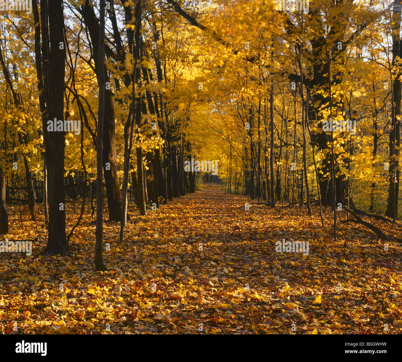 Indiana dunes forest trail hi-res stock photography and images - Alamy