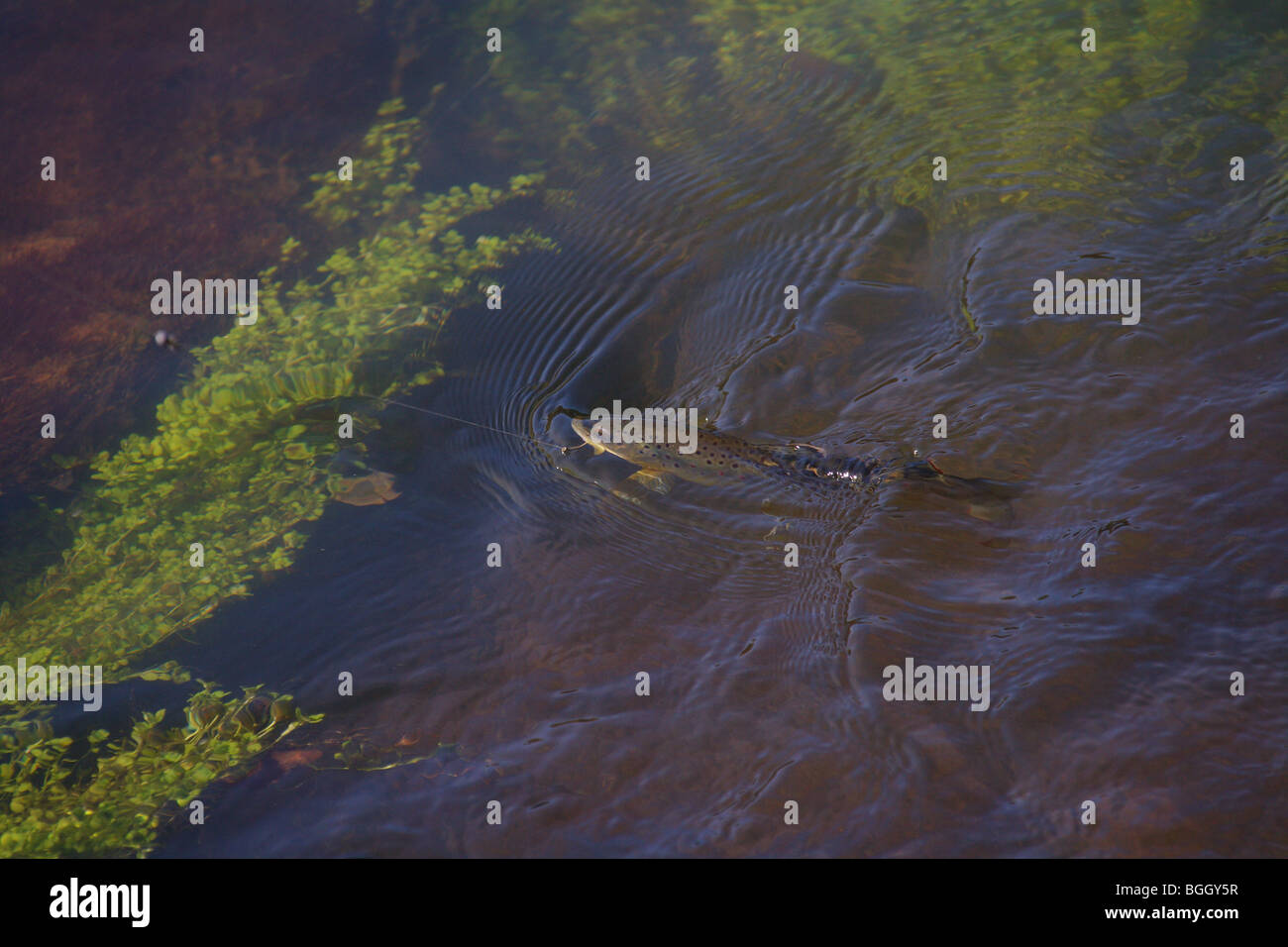 VIEW FROM ABOVE BROWN TROUT IN WATER BEING LANDED HOOKED ON FLY LINE ...