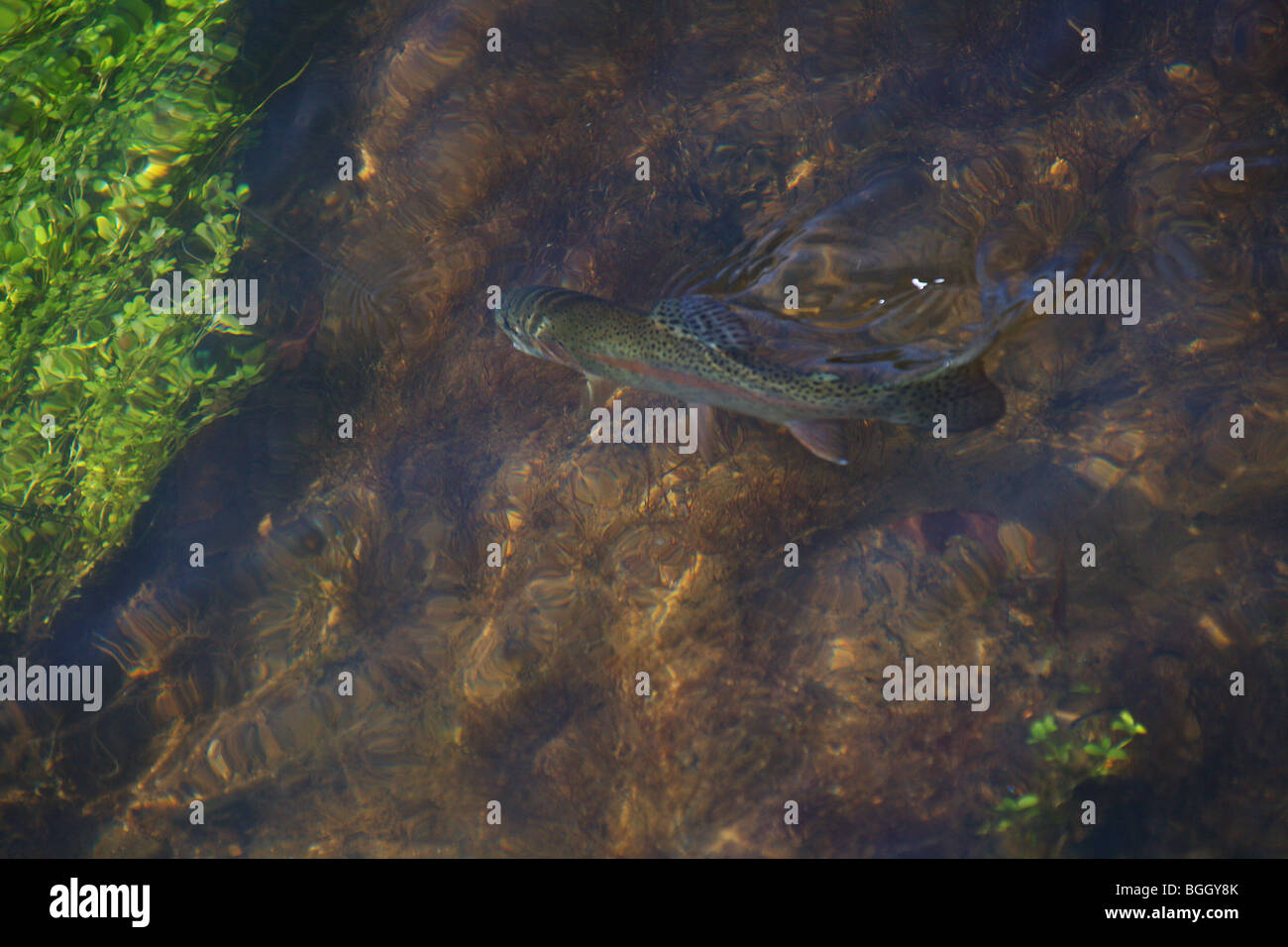 VIEW FROM ABOVE RAINBOW TROUT IN WATER BEING LANDED HOOKED ON FLY LINE ...