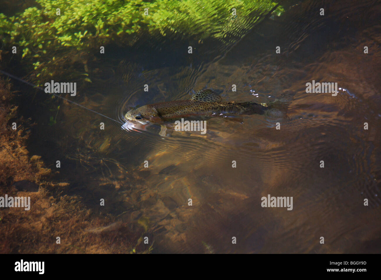 VIEW FROM ABOVE RAINBOW TROUT IN WATER BEING LANDED HOOKED ON FLY LINE ...