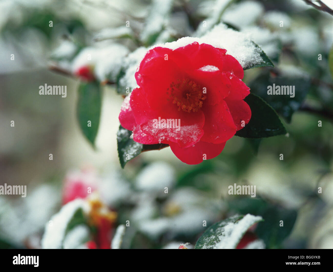 Cold camellia hi-res stock photography and images - Alamy
