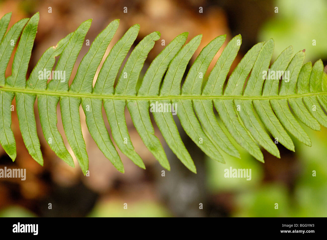 Hard fern hi-res stock photography and images - Alamy