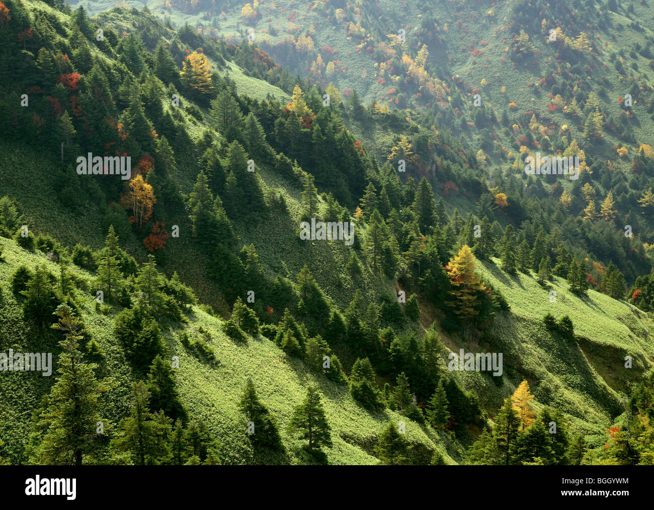 Kuma bamboo forest and maries' fir trees Stock Photo - Alamy