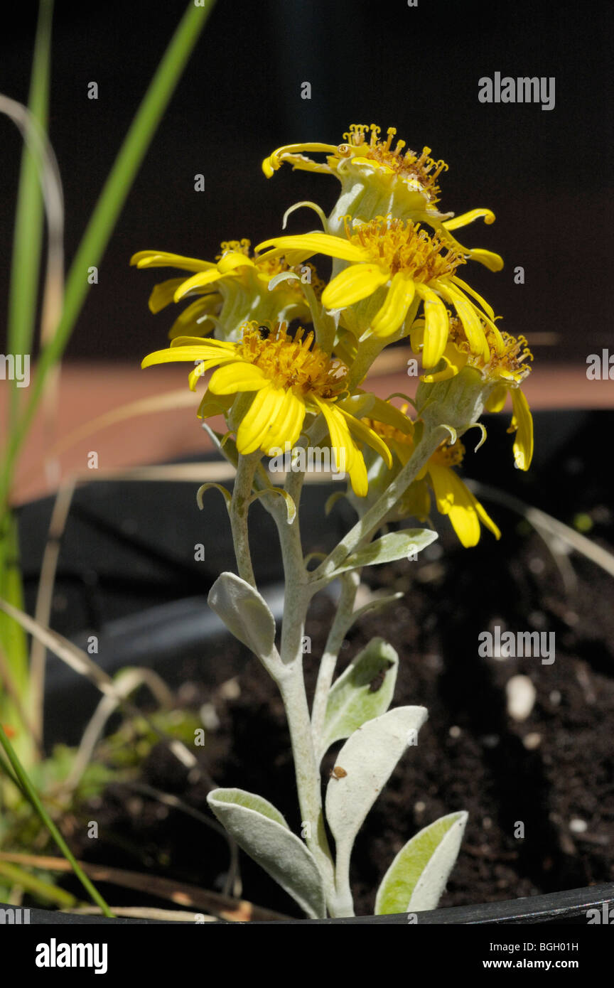 Brachyglottis hi-res stock photography and images - Alamy