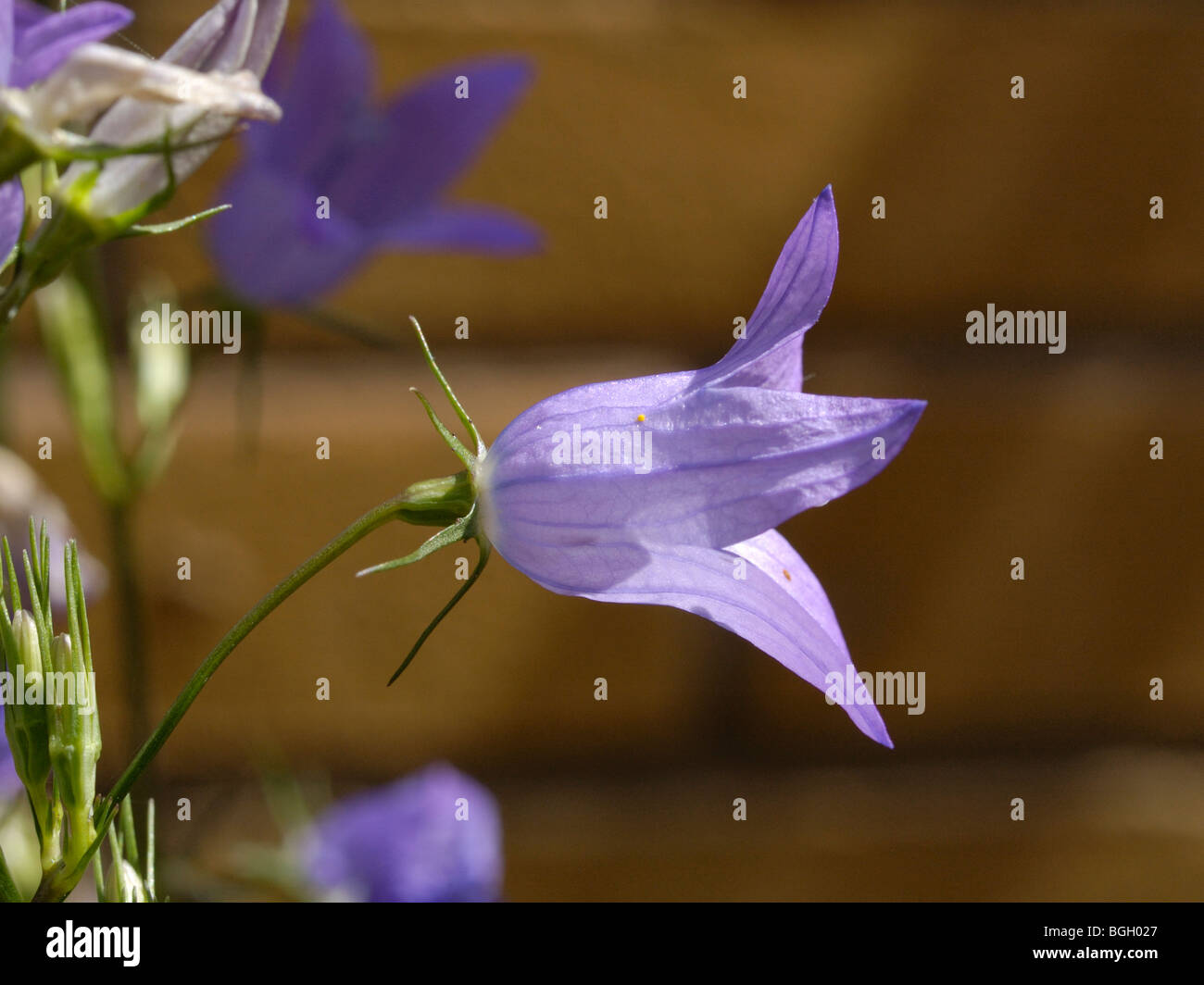 Spreading Bellflower, campanula patula Stock Photo - Alamy
