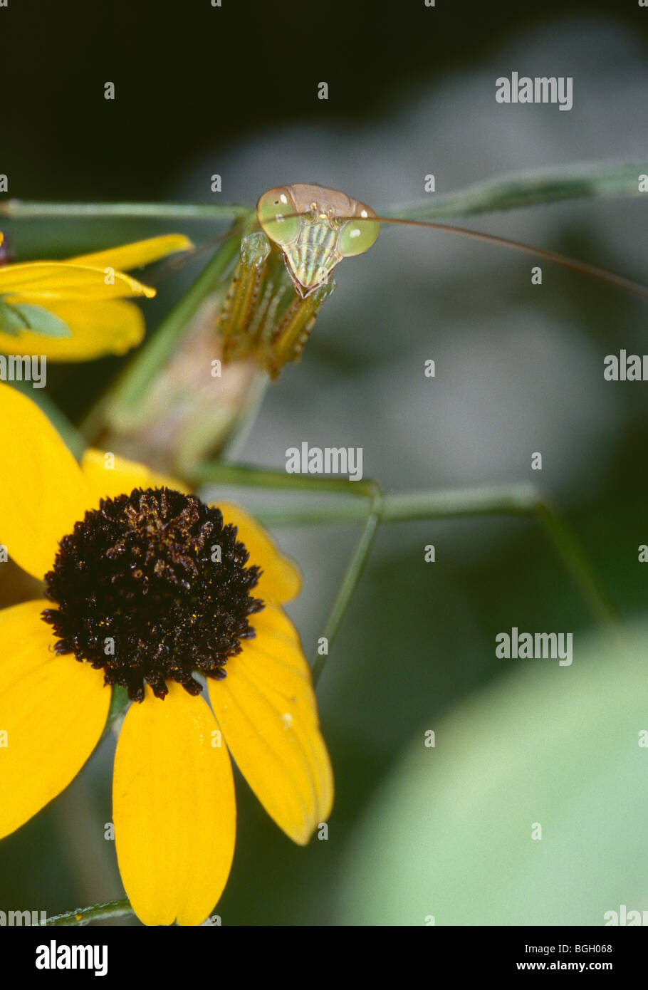 Common praying Mantis in garden in Central Park, New York City Stock ...